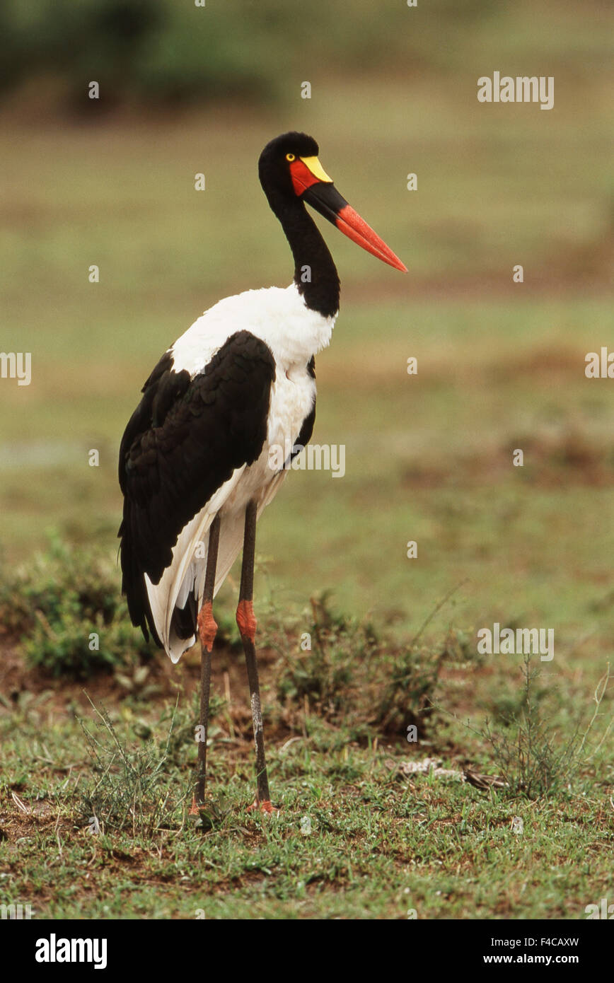 Kenya, Maasai Mara National Reserve, Female Saddle-billed Stork looking ...