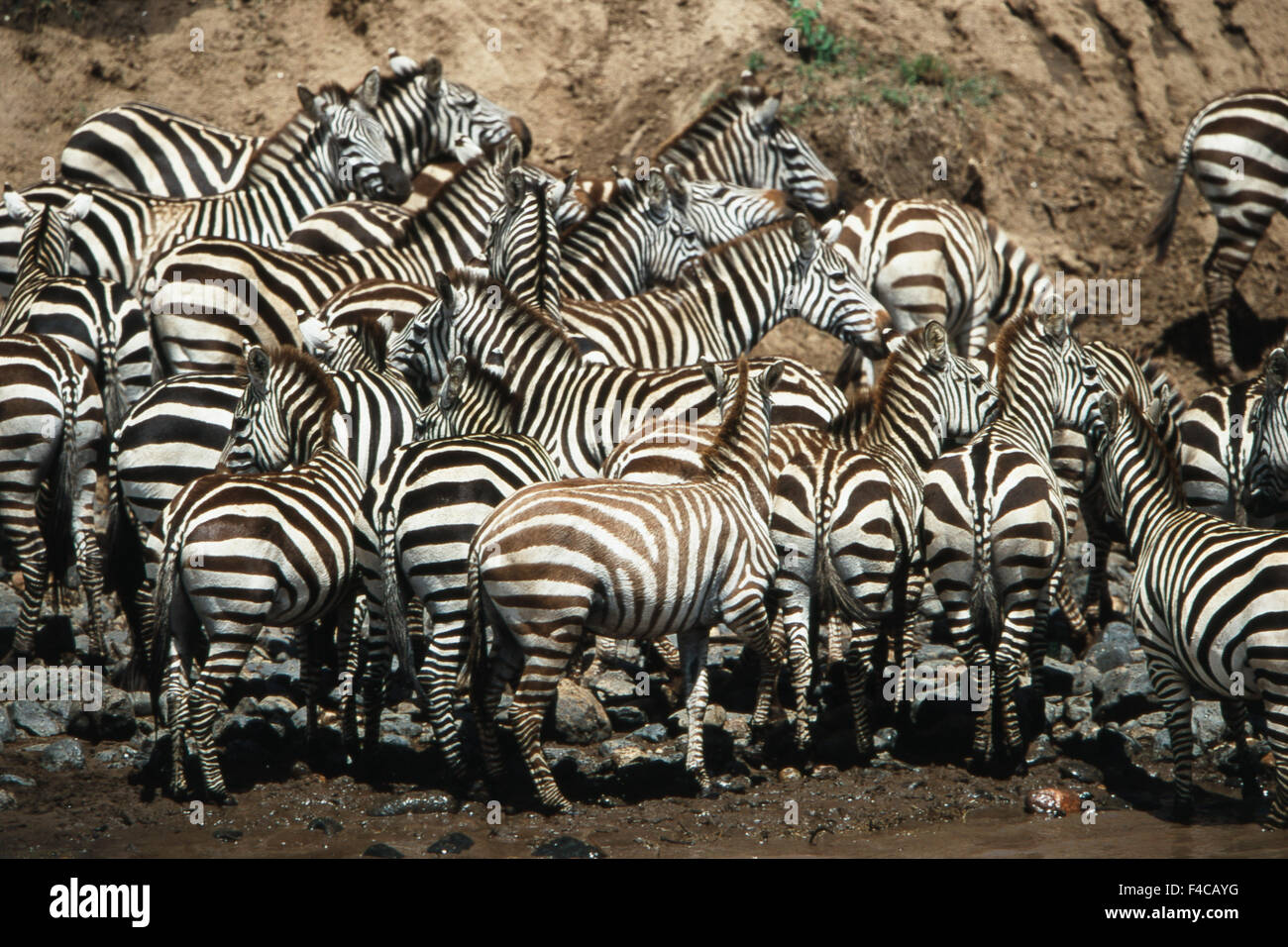 Kenya, Maasai Mara National Reserve, Large group of Zebra near Mara ...