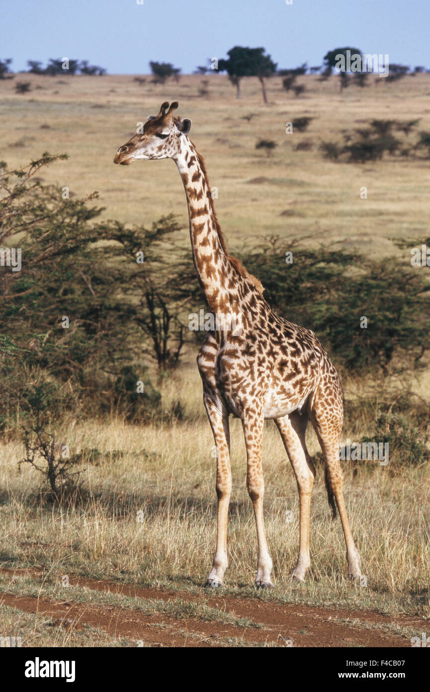 Kenya, Maasai Mara National Reserve, Maasai Giraffe(Giraffa ...