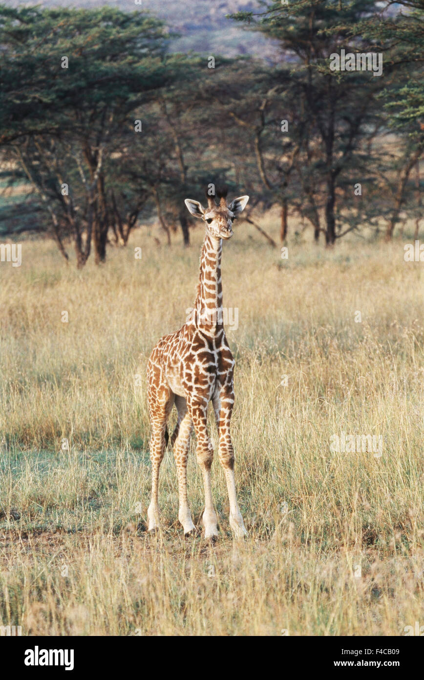 Kenya, Maasai Mara National Reserve, Maasai Giraffe(Giraffa ...