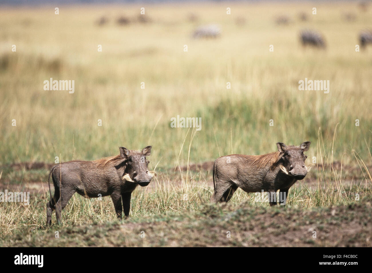 Kenya, Maasai Mara National Reserve, Pair of Desert Warthog ...