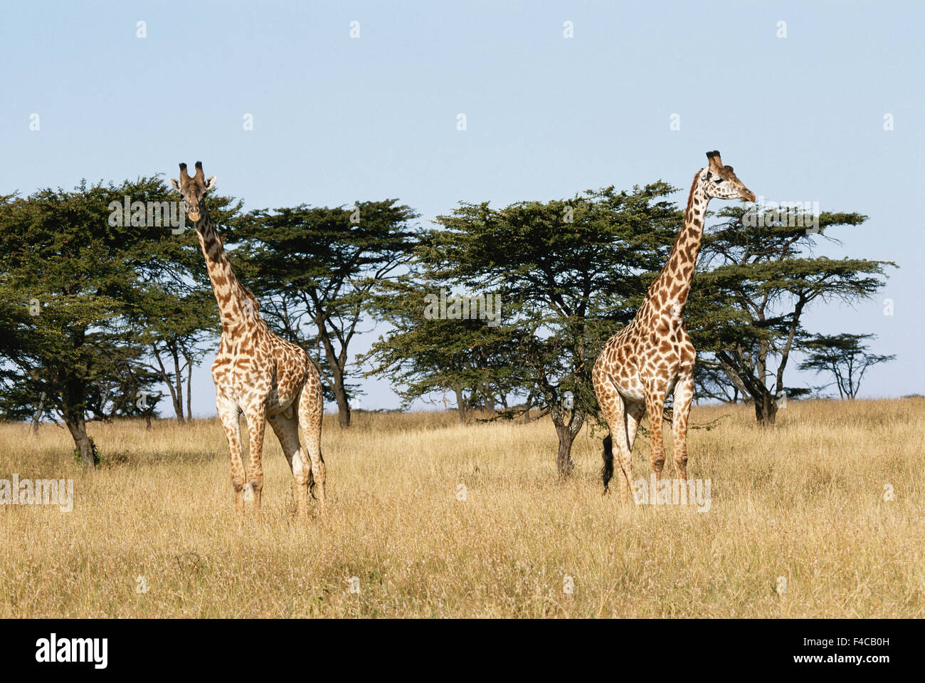 Kenya, Maasai Mara National Reserve, Pair of young Maasai Giraffe ...
