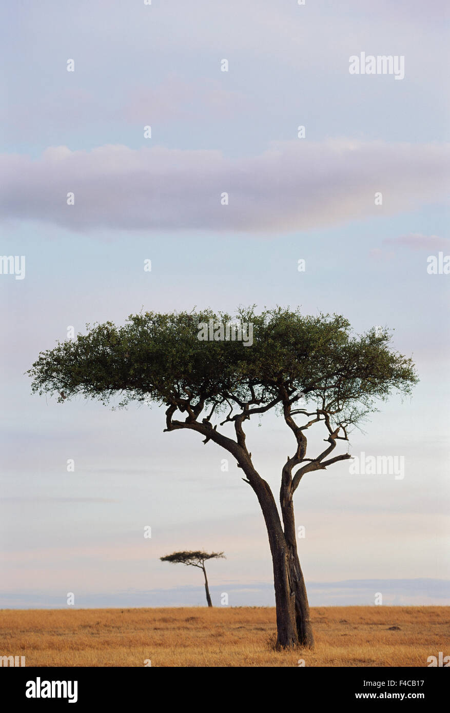 Kenya, Maasai Mara, Pair of Acacia trees at sunrise (Large format sizes ...