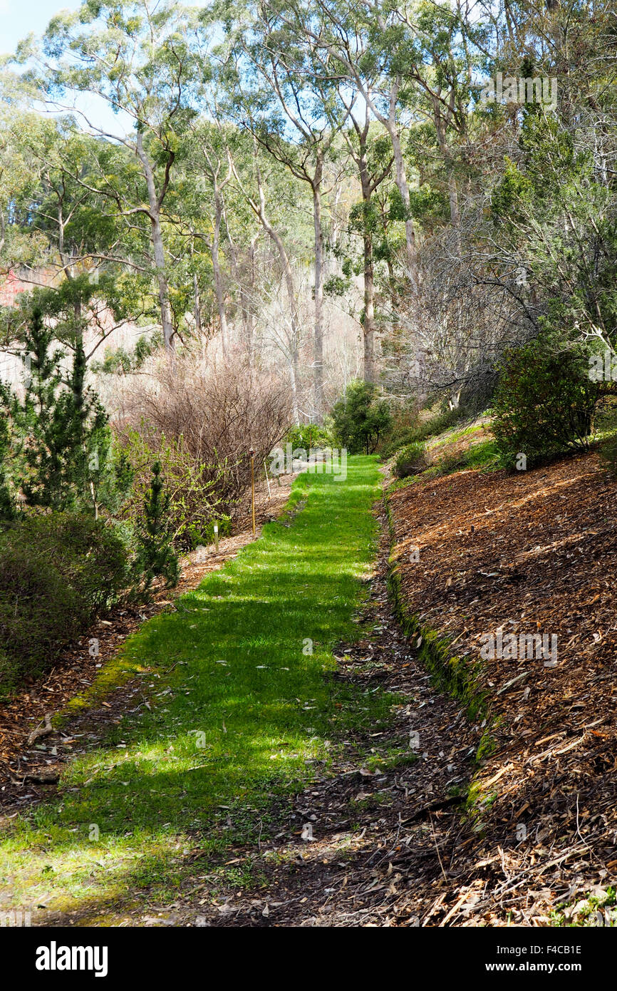 A grassed garden path in the Mount Lofty Botanical garden Stock Photo ...