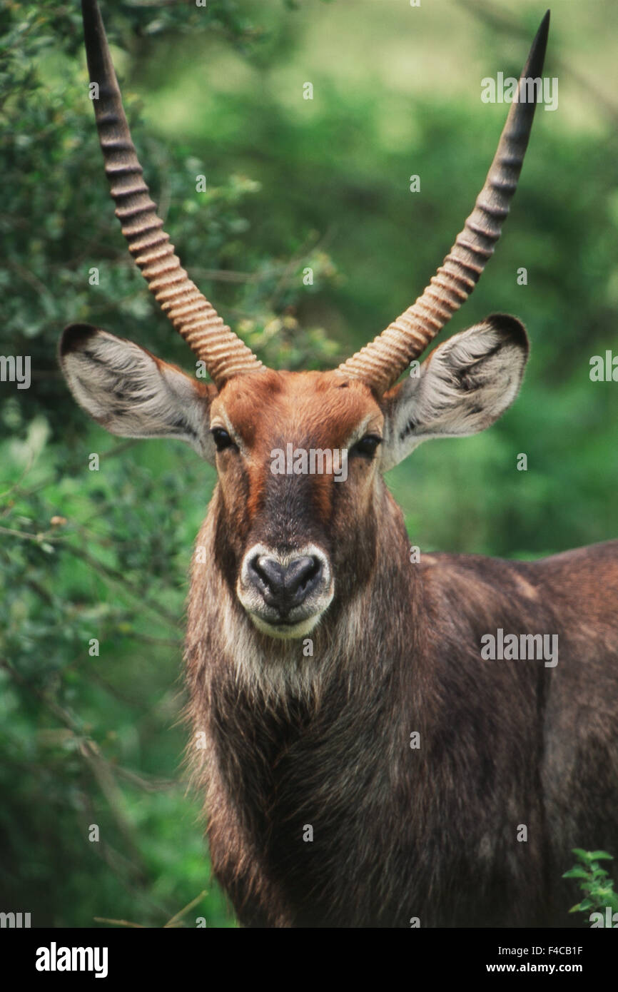 Kenya, Portrait of Common Waterbuck, Kobus Ellipsiprymnus (Large format ...