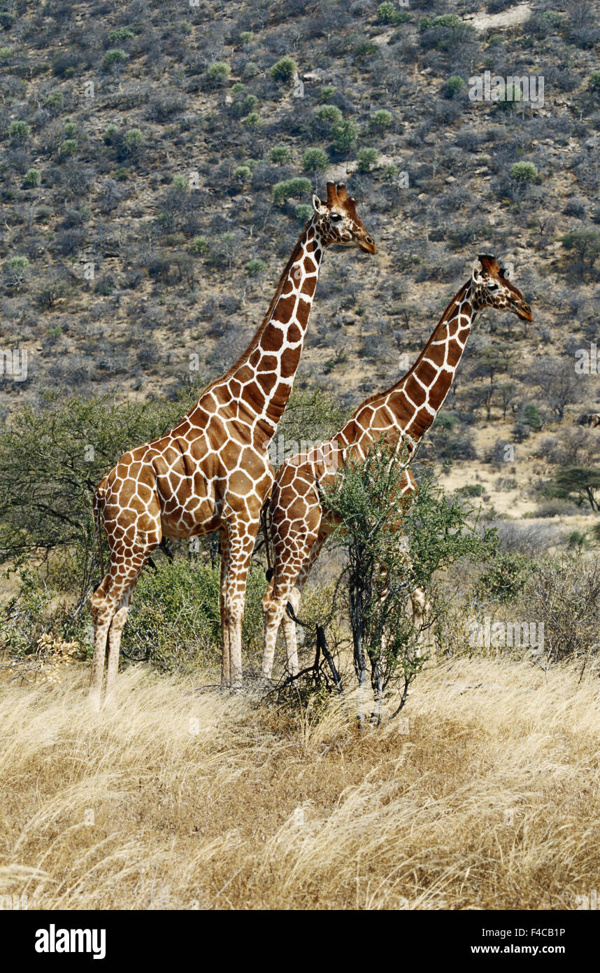 Kenya, Samburu National Reserve, Pair of reticulated giraffe(Giraffa ...