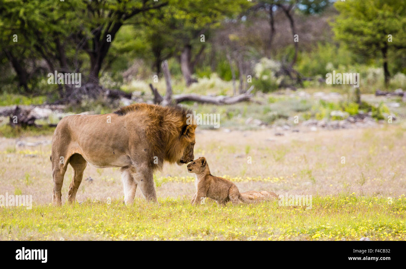 Alpha lion hi-res stock photography and images - Alamy