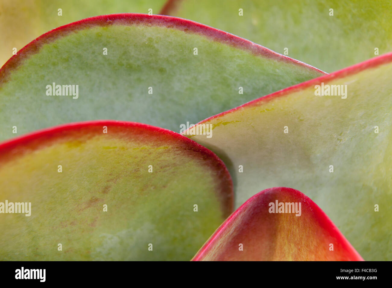 Africa, Namibia, Windhoek. Close-up of succulent leaves. Credit as ...
