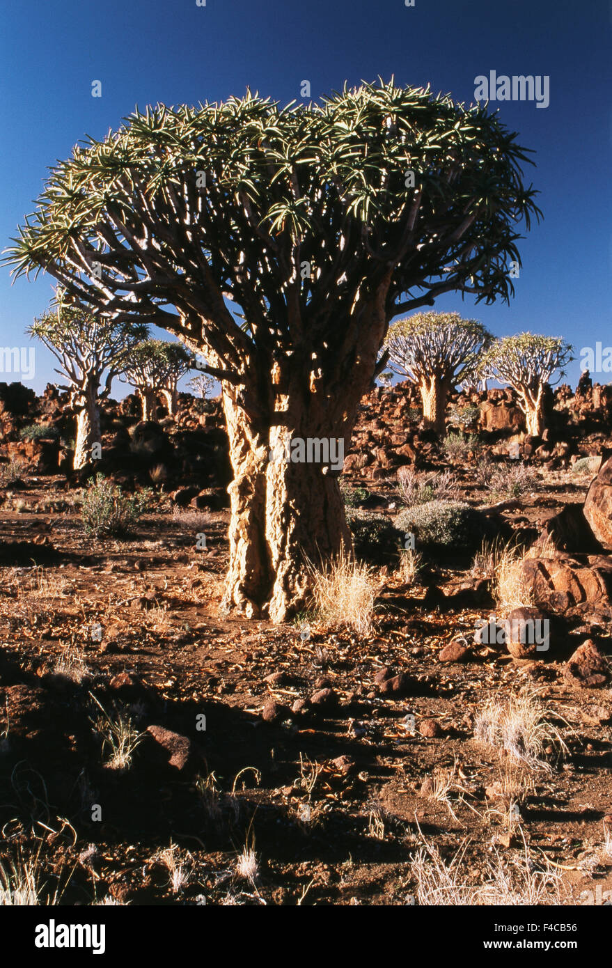 Namibia, Center Plateau Region, A forest of Kokerboom (Aloe dichotoma ...