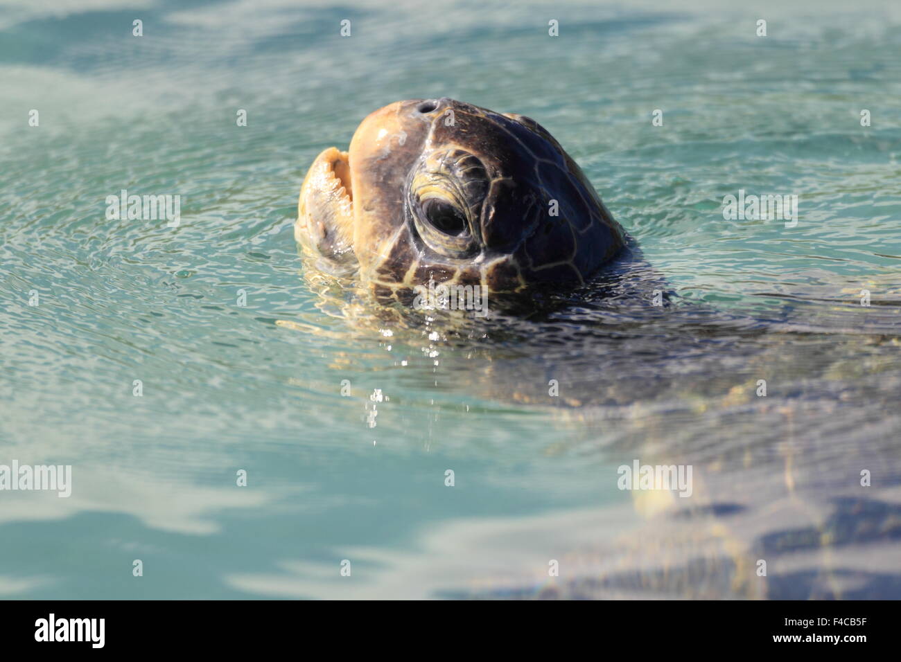 Giant sea turtle japan hi-res stock photography and images - Alamy