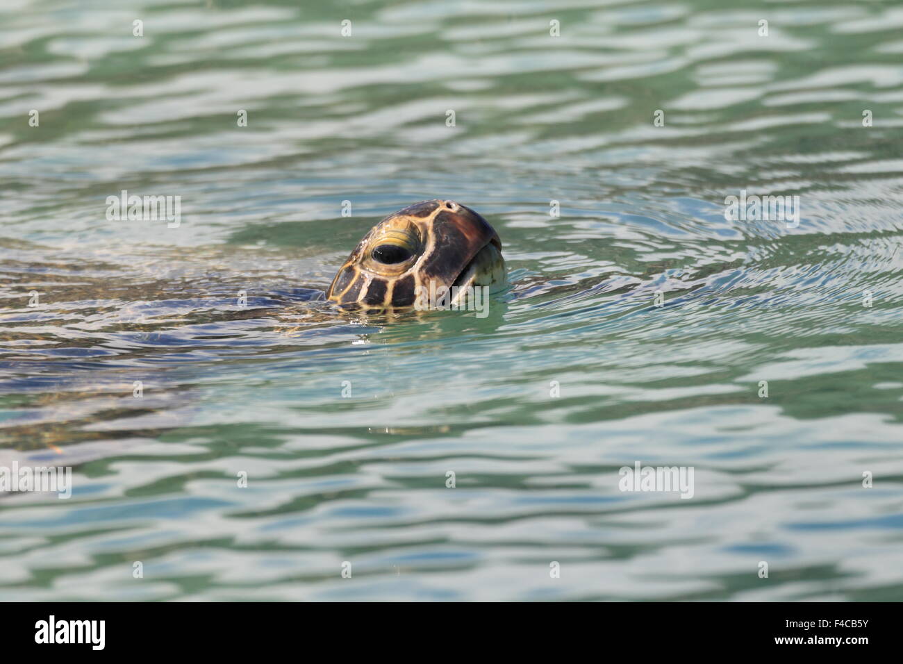 Giant sea turtle japan hi-res stock photography and images - Alamy