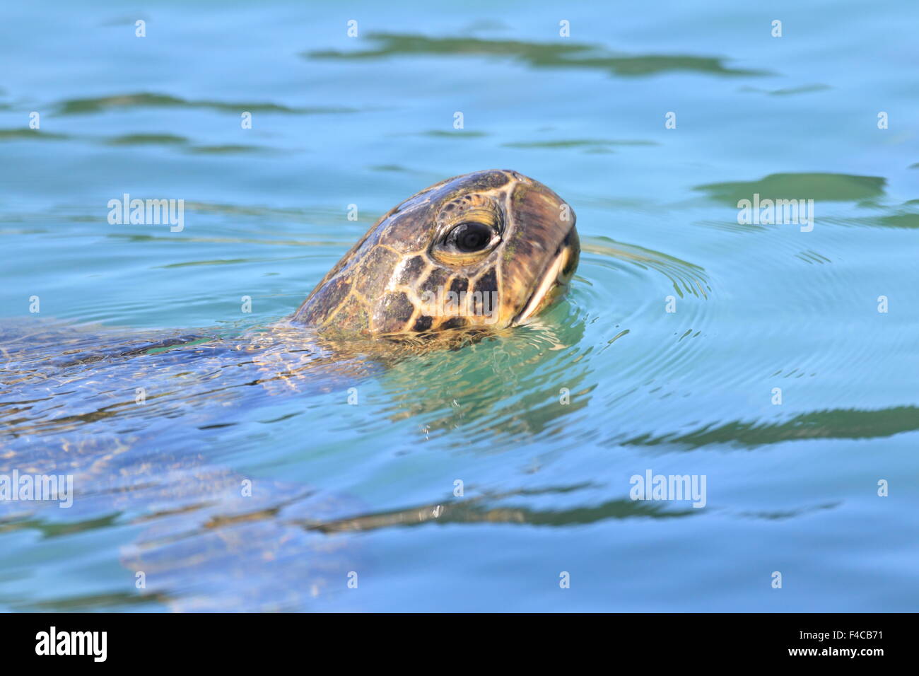 Giant sea turtle japan hi-res stock photography and images - Alamy
