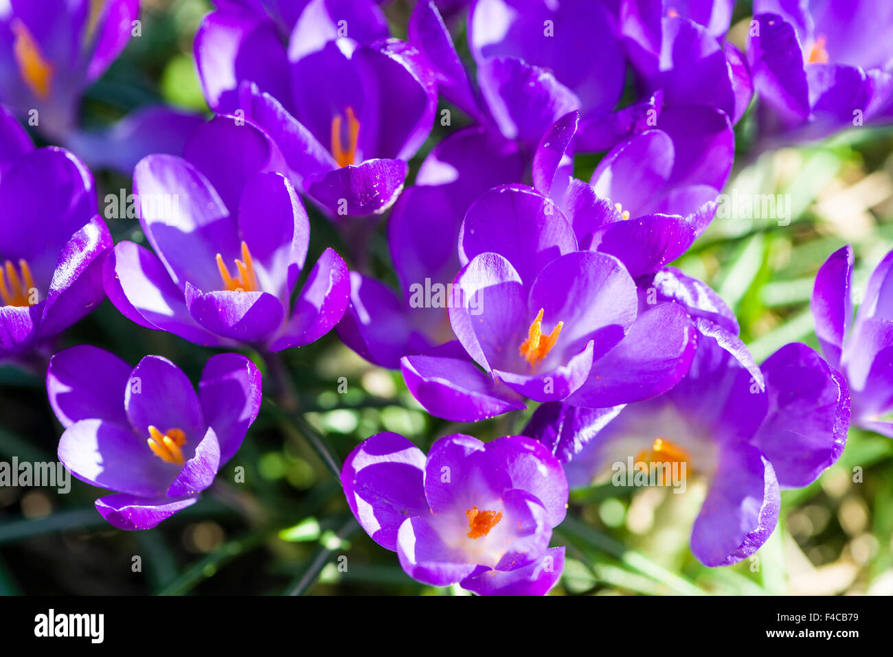 Purple Crocusses (Crocus tommasinianus) are blooming on a meadow Stock ...
