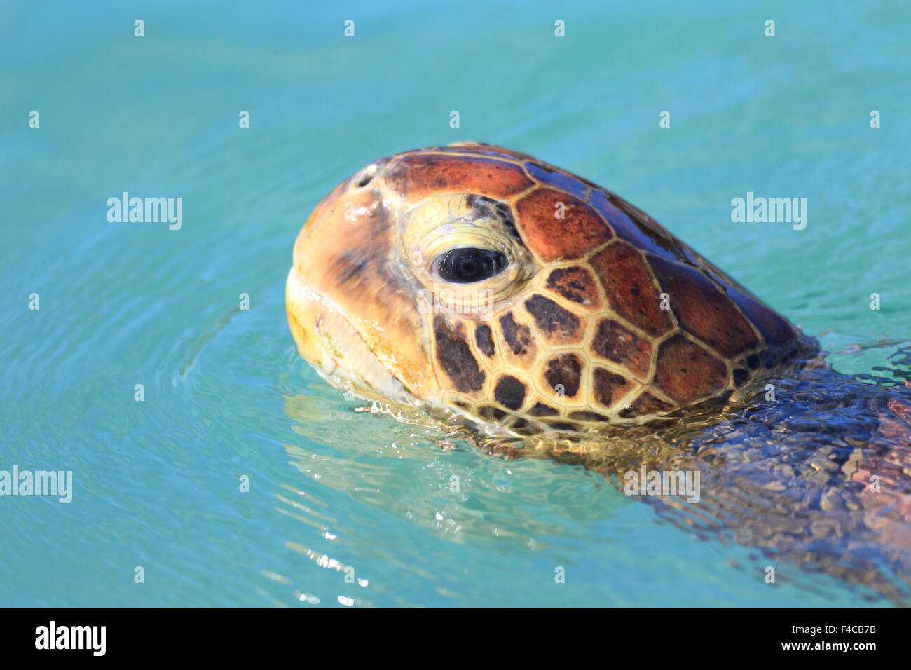 Giant sea turtle japan hi-res stock photography and images - Alamy