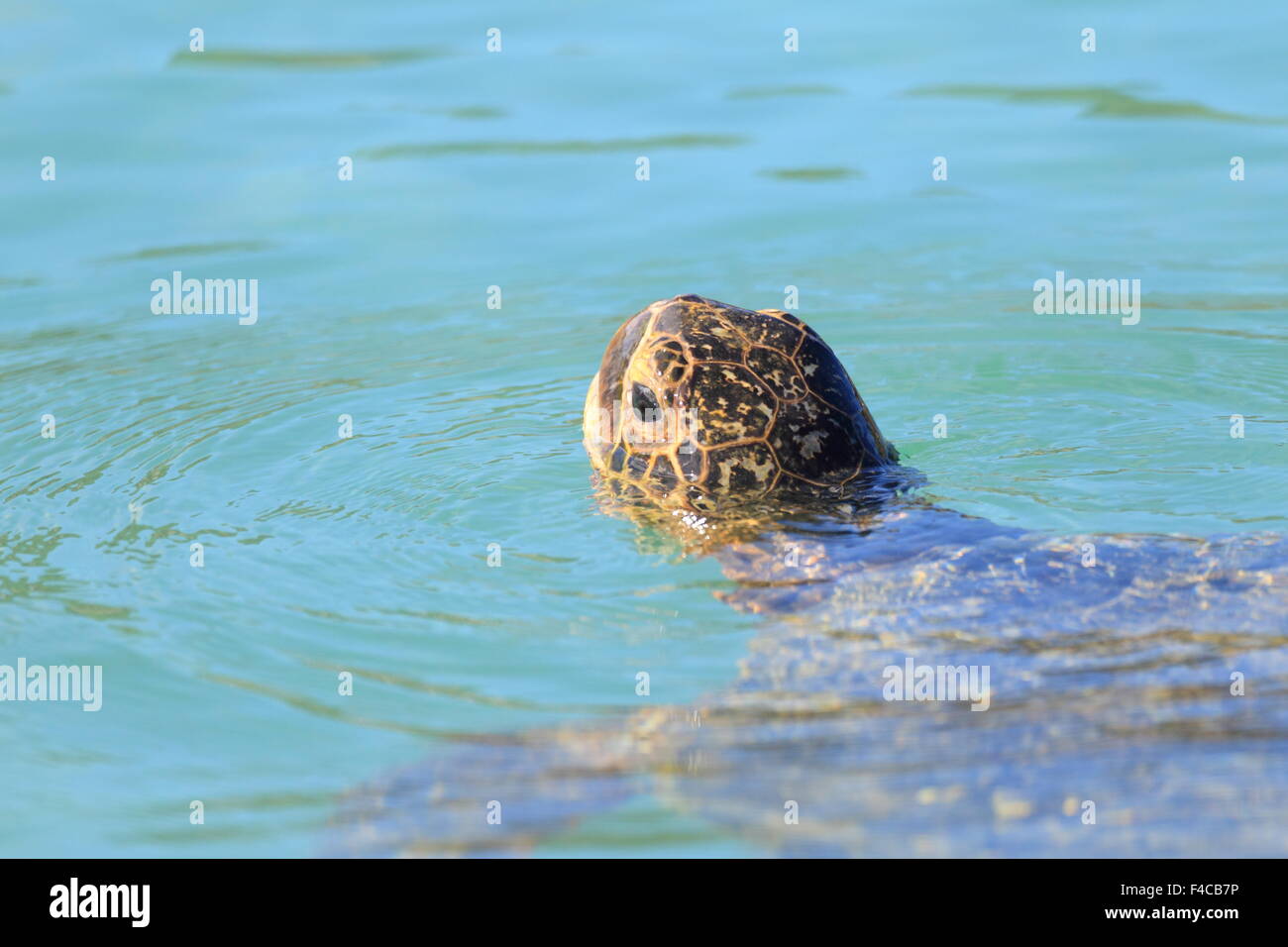 Giant green turtle hi-res stock photography and images - Alamy
