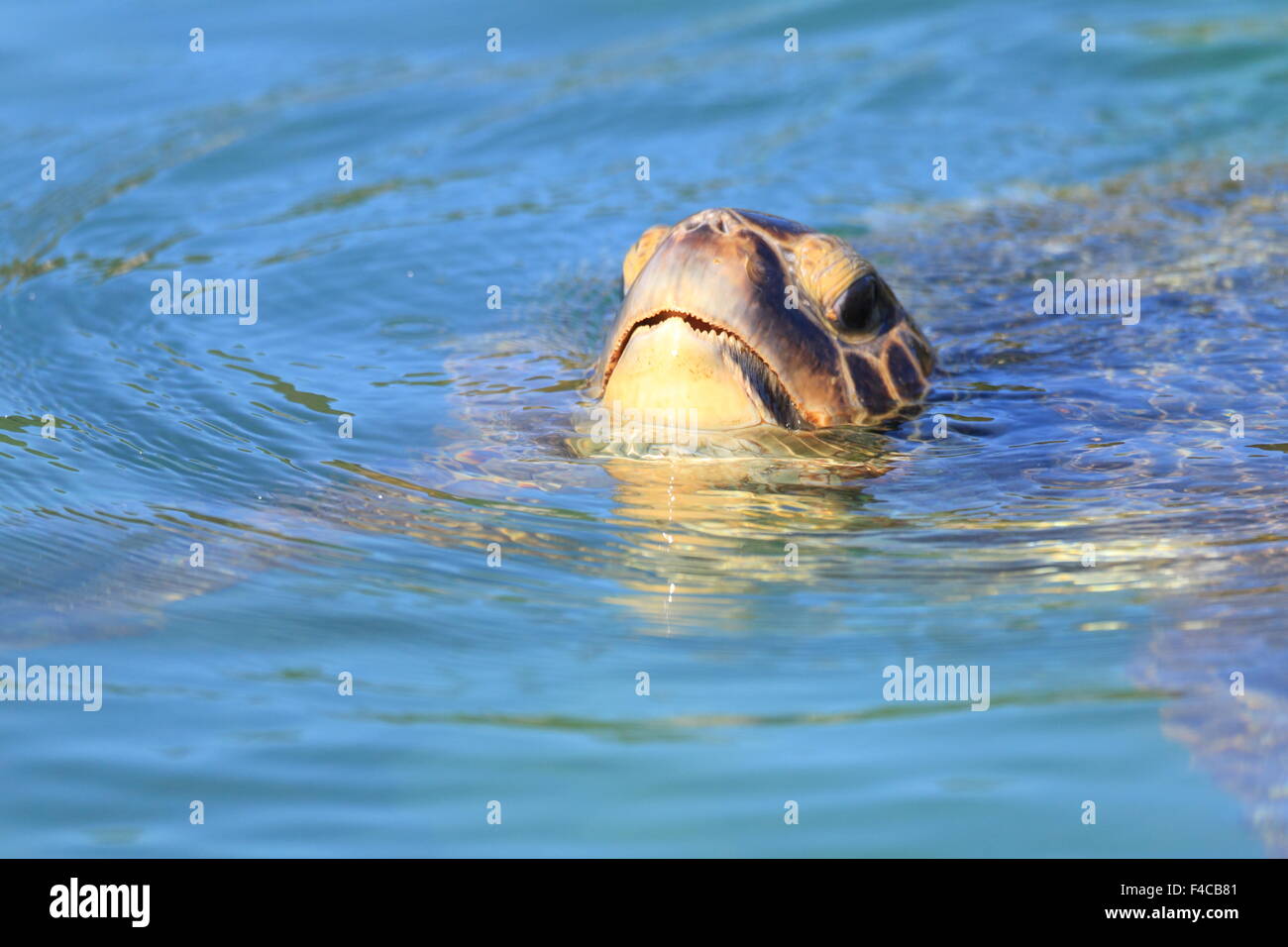 Giant sea turtle japan hi-res stock photography and images - Alamy