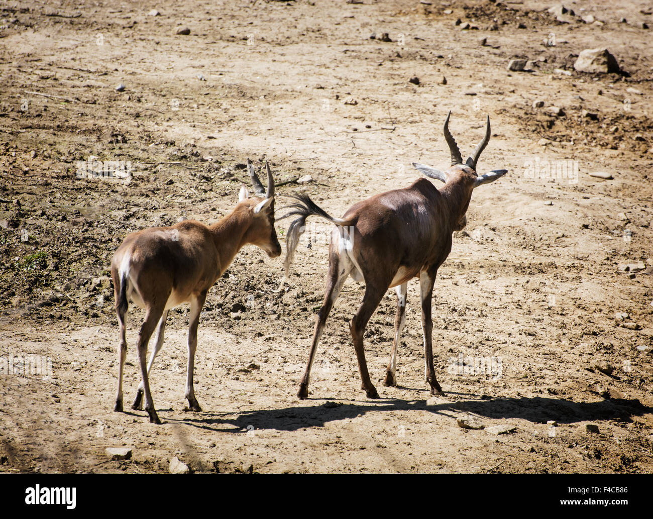 Two antelopes have a date. Natural theme Stock Photo - Alamy