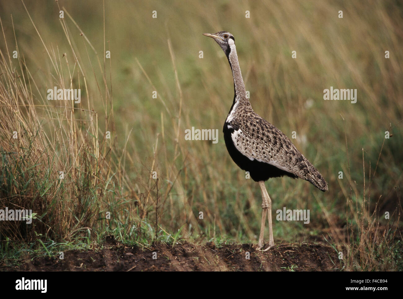 Kenya, Samburu National Reserve, Secretary Bird (Sagittarius ...