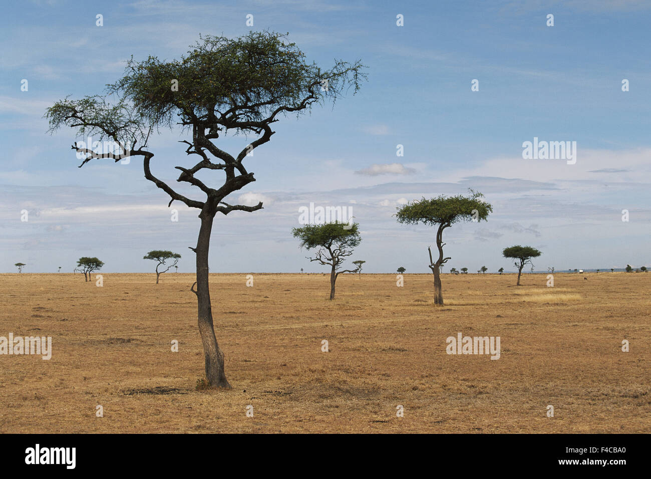 Kenya, Maasai Mara National Reserve, Scattered Acacia trees on Kenyan ...