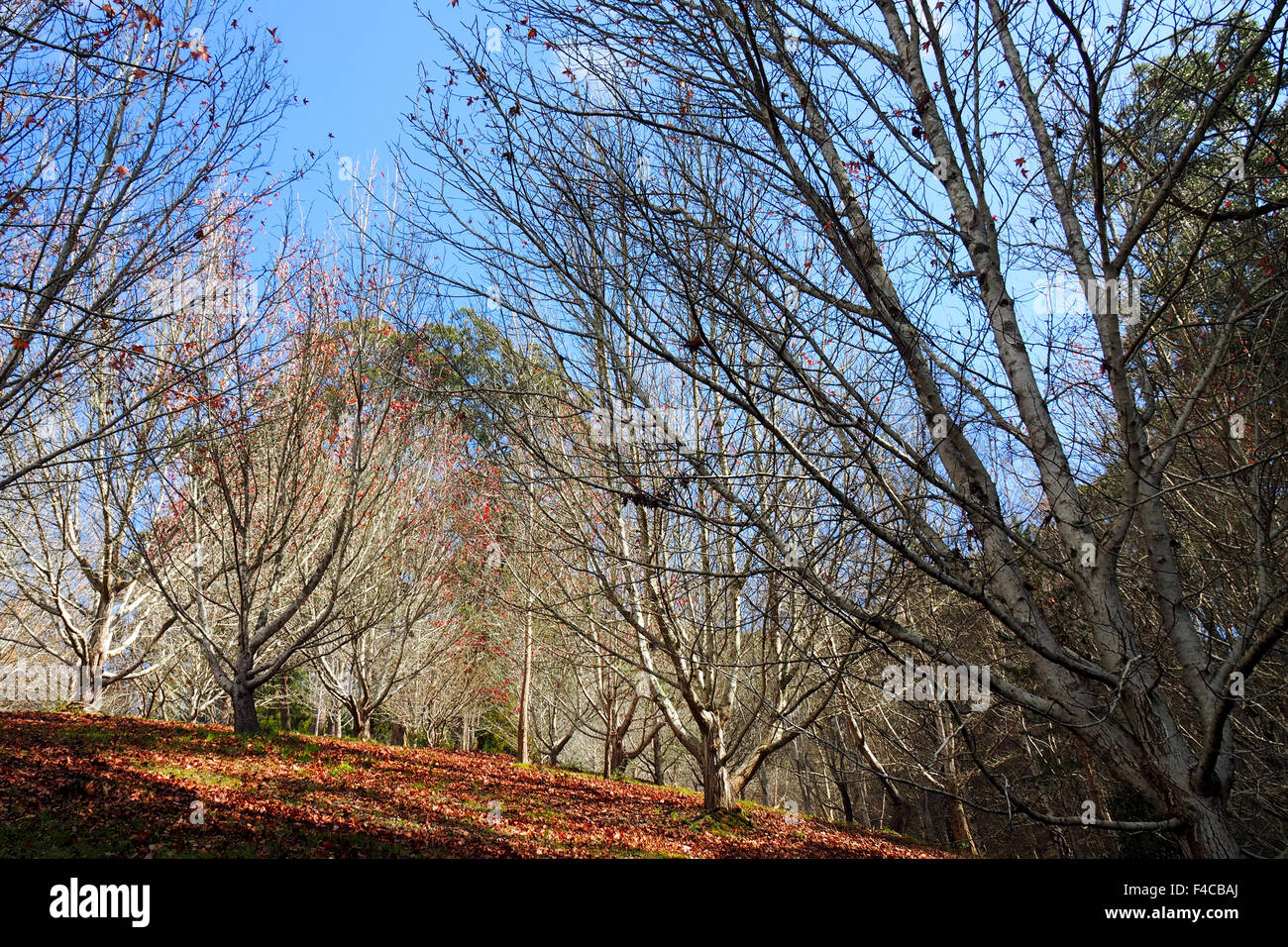 Deciduous trees and a carpet of leaves in the Mount Lofty Botanical ...