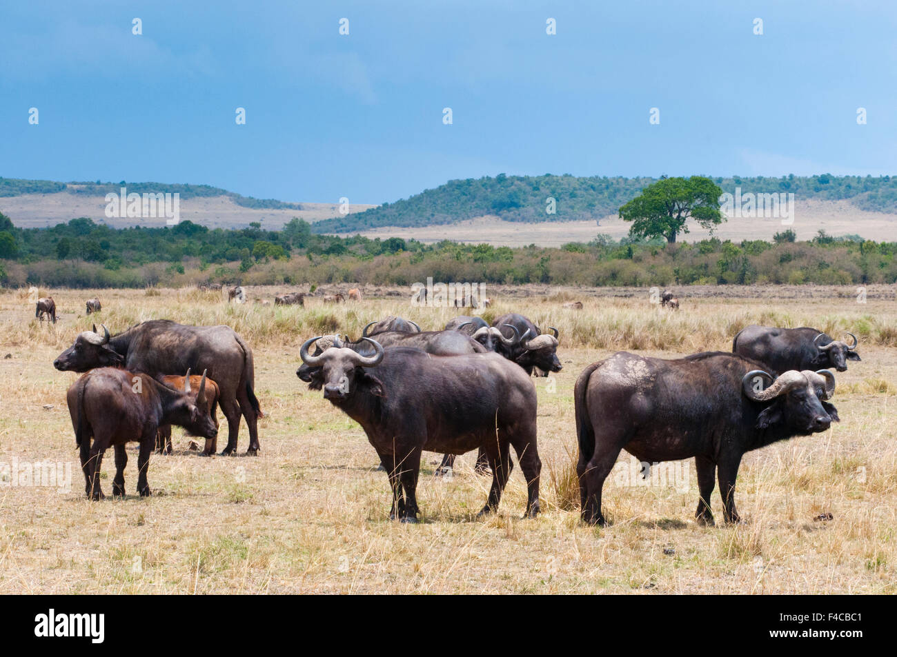 African buffalo (Syncerus caffer), Maasai Mara National Reserve, Kenya ...