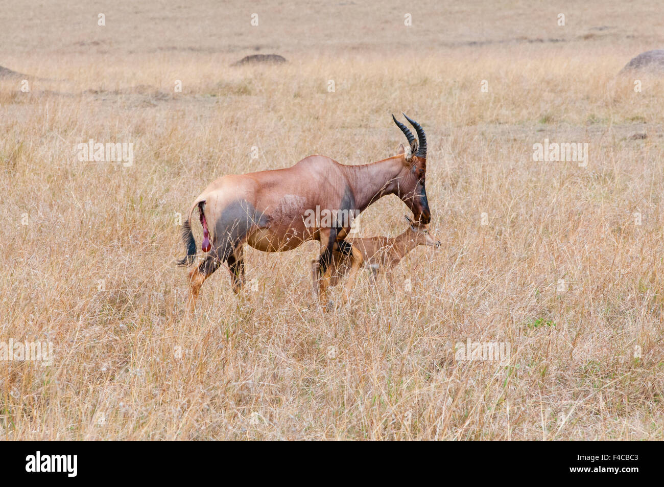 Female Topi (Tsessebe) (Damaliscus lunatus) and new born, Maasai Mara ...