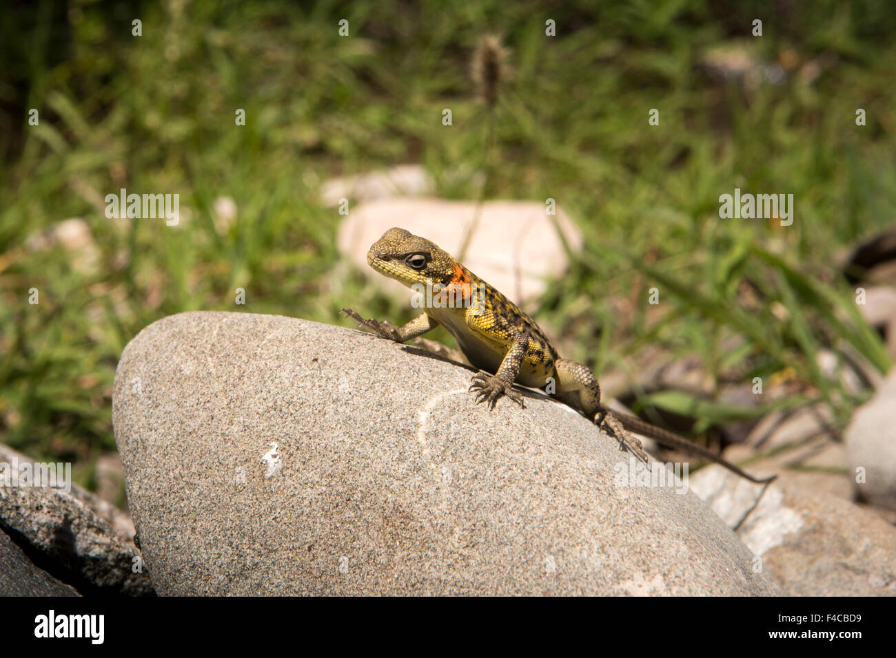 Phrynocephalus theobaldi hi-res stock photography and images - Alamy