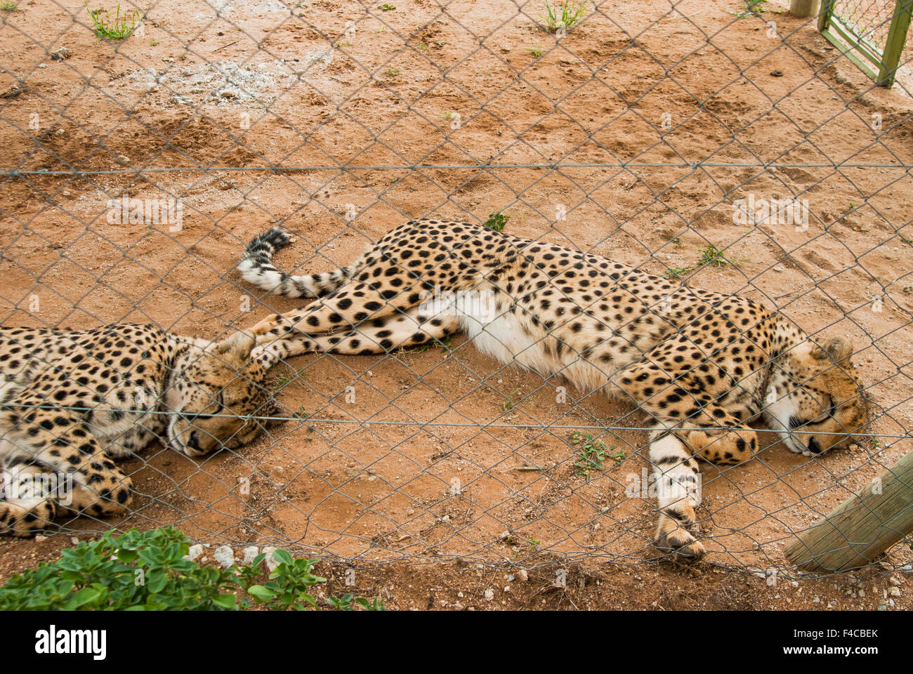 Cheetah Conservation Fund (CCF) Research and Education Centre ...