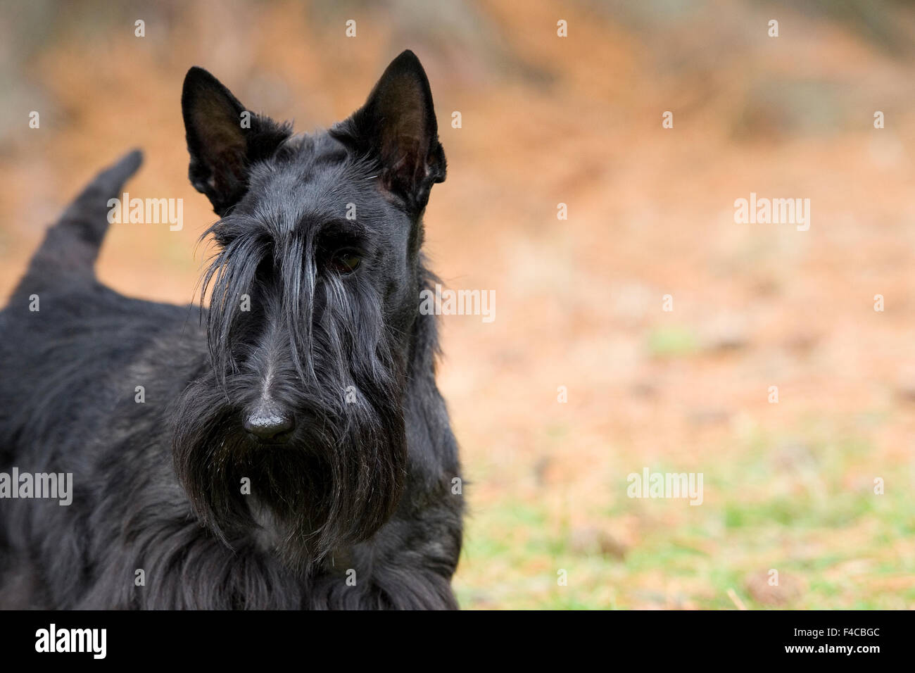Scottish Terrier Stock Photos & Scottish Terrier Stock Images - Alamy