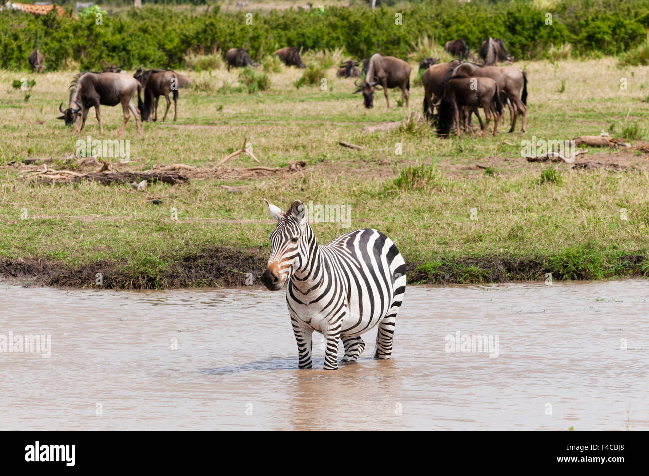Common Zebra or Burchell's Zebra (Equus burchellii), Maasai Mara ...