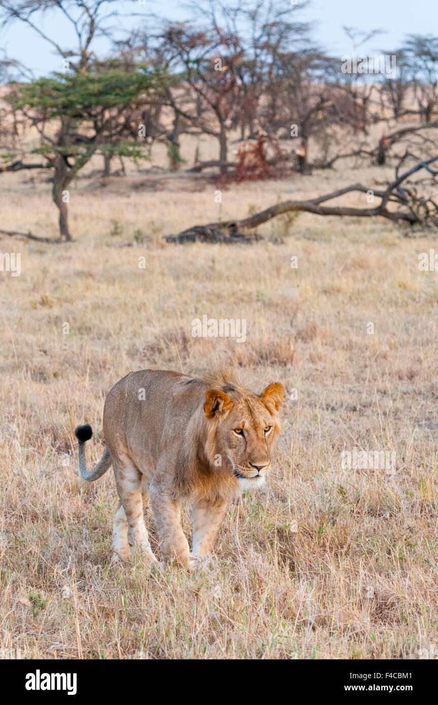 Lion full body vertical hi-res stock photography and images - Alamy