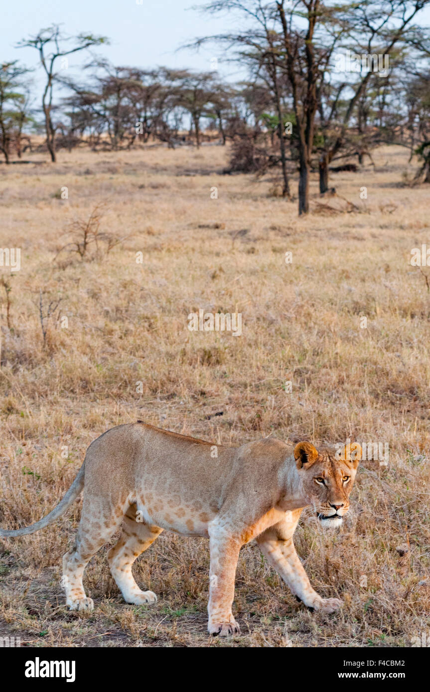 Lion full body vertical hi-res stock photography and images - Alamy