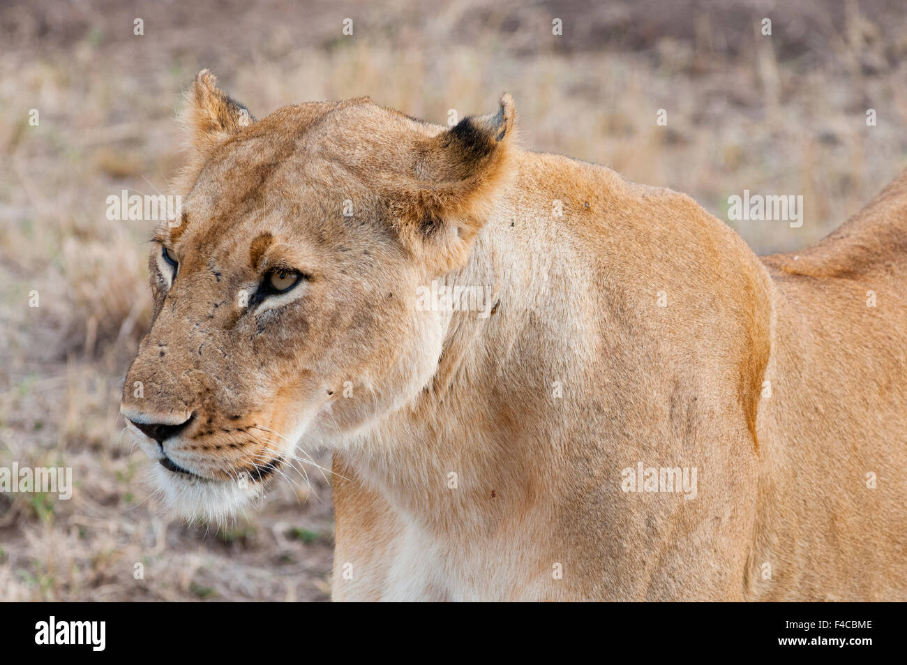 Female lion (Panthera leo), Maasai Mara National Reserve, Kenya Stock ...