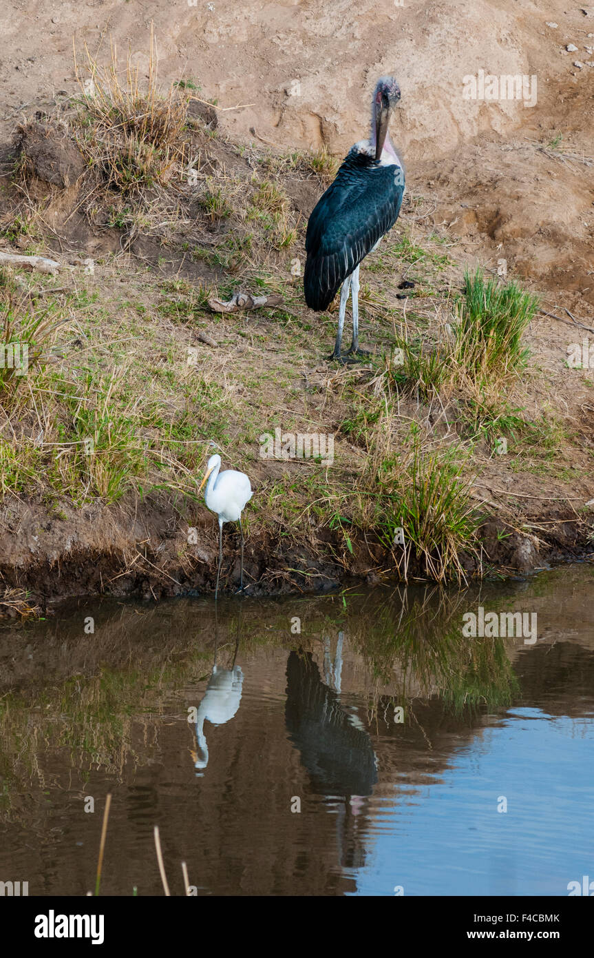 Marabou Stork (Leptoptilos crumeniferus) and Cattle egret (Bubulcus ...