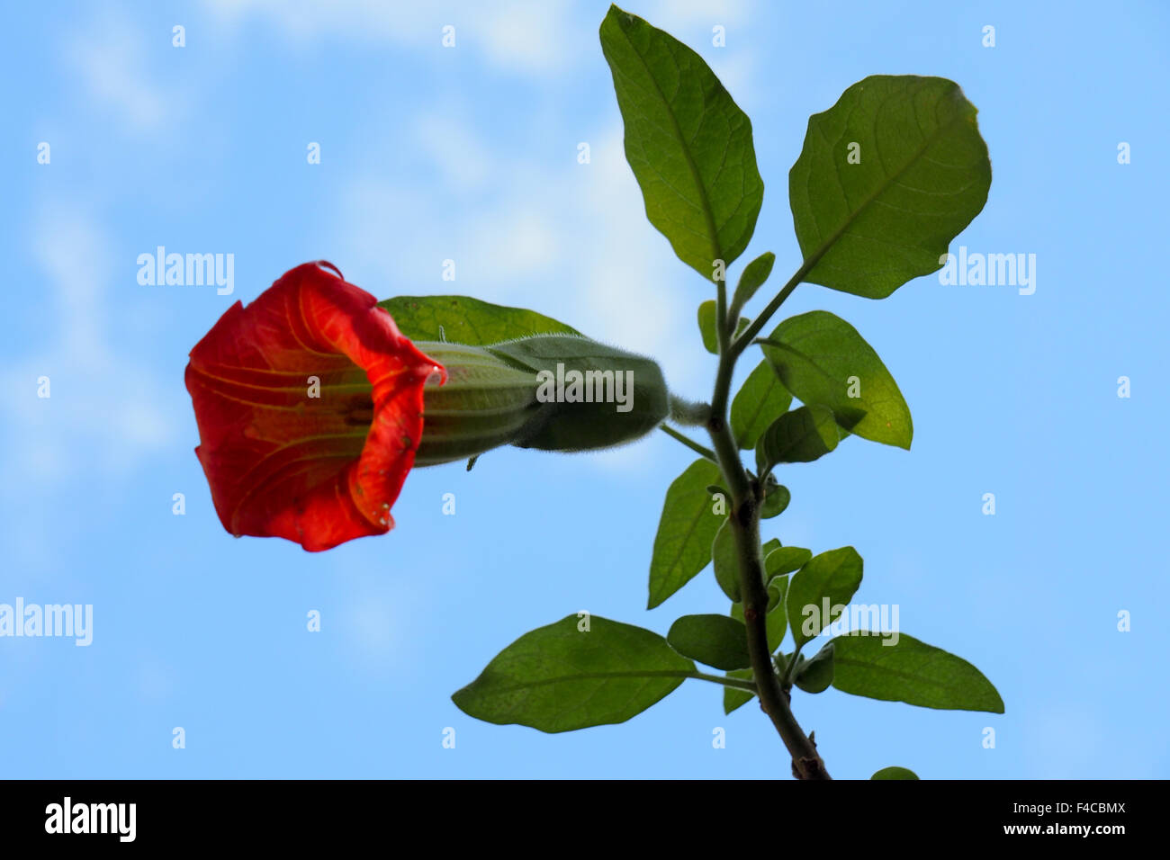 Bell shaped red flower Stock Photo - Alamy