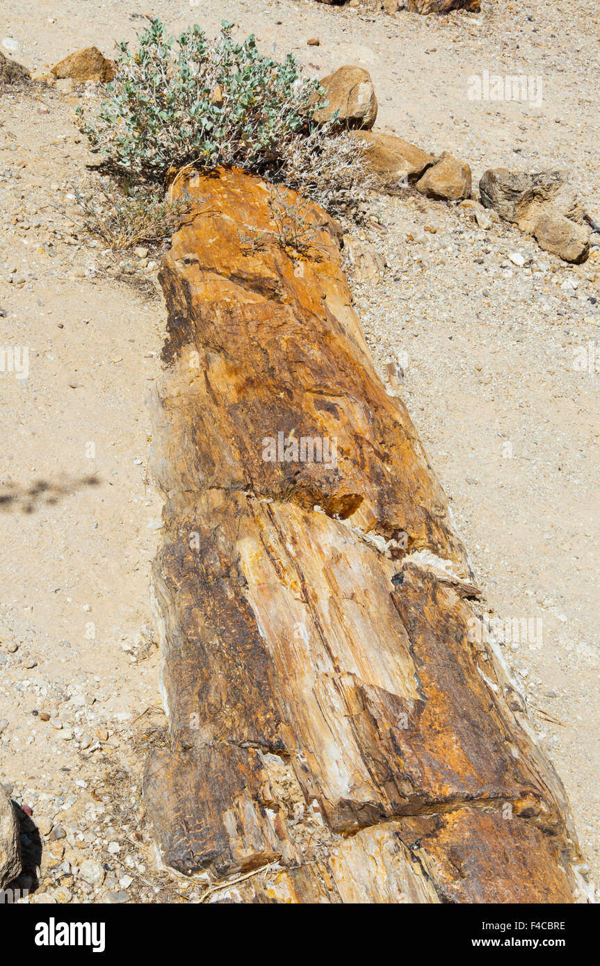 Petrified Forest, Fossilized tree trunks, Damaraland, Kunene Region ...