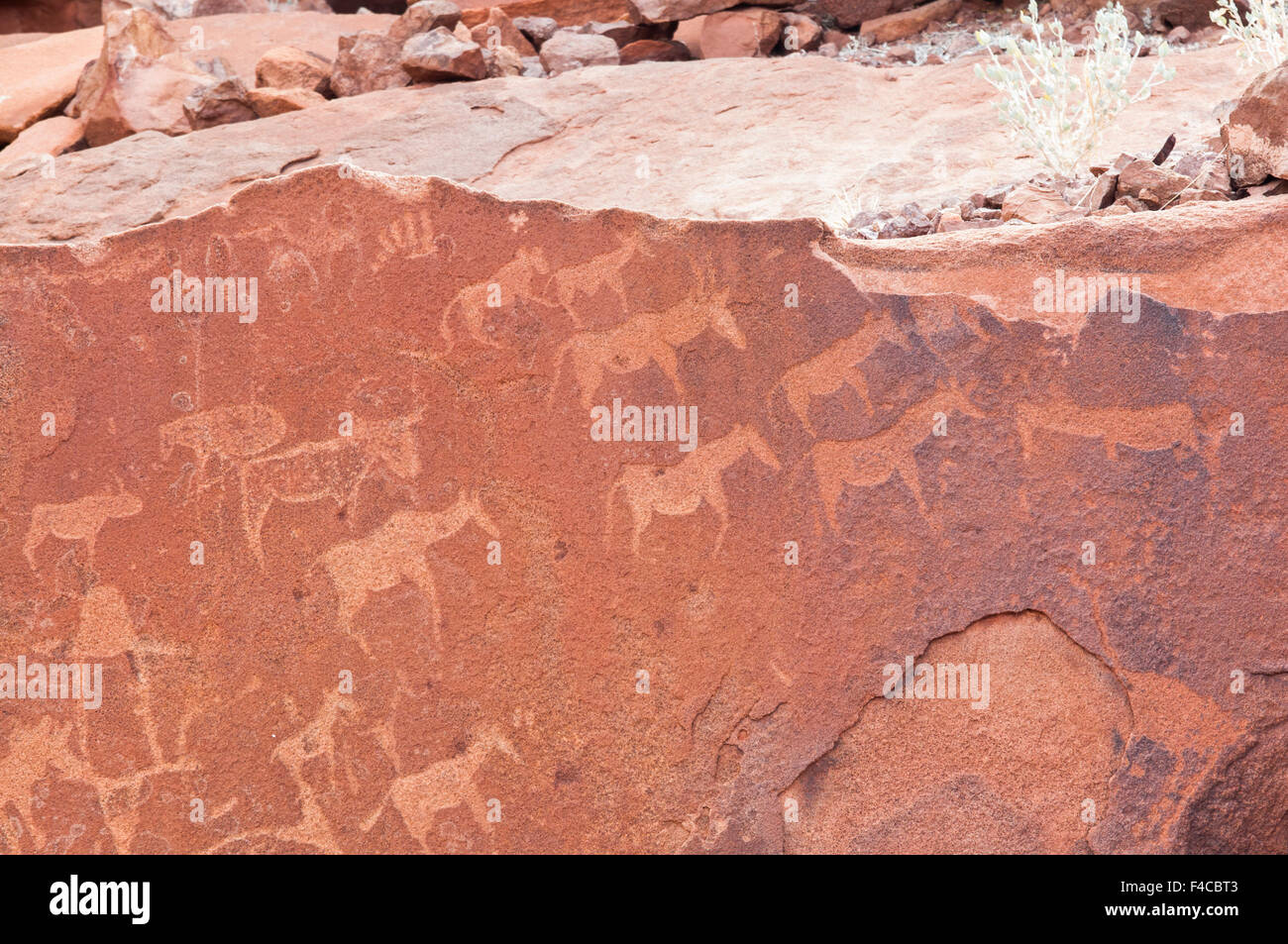 Petroglyphs or rock engravings, Twyfelfontein, UNESCO World Heritage ...