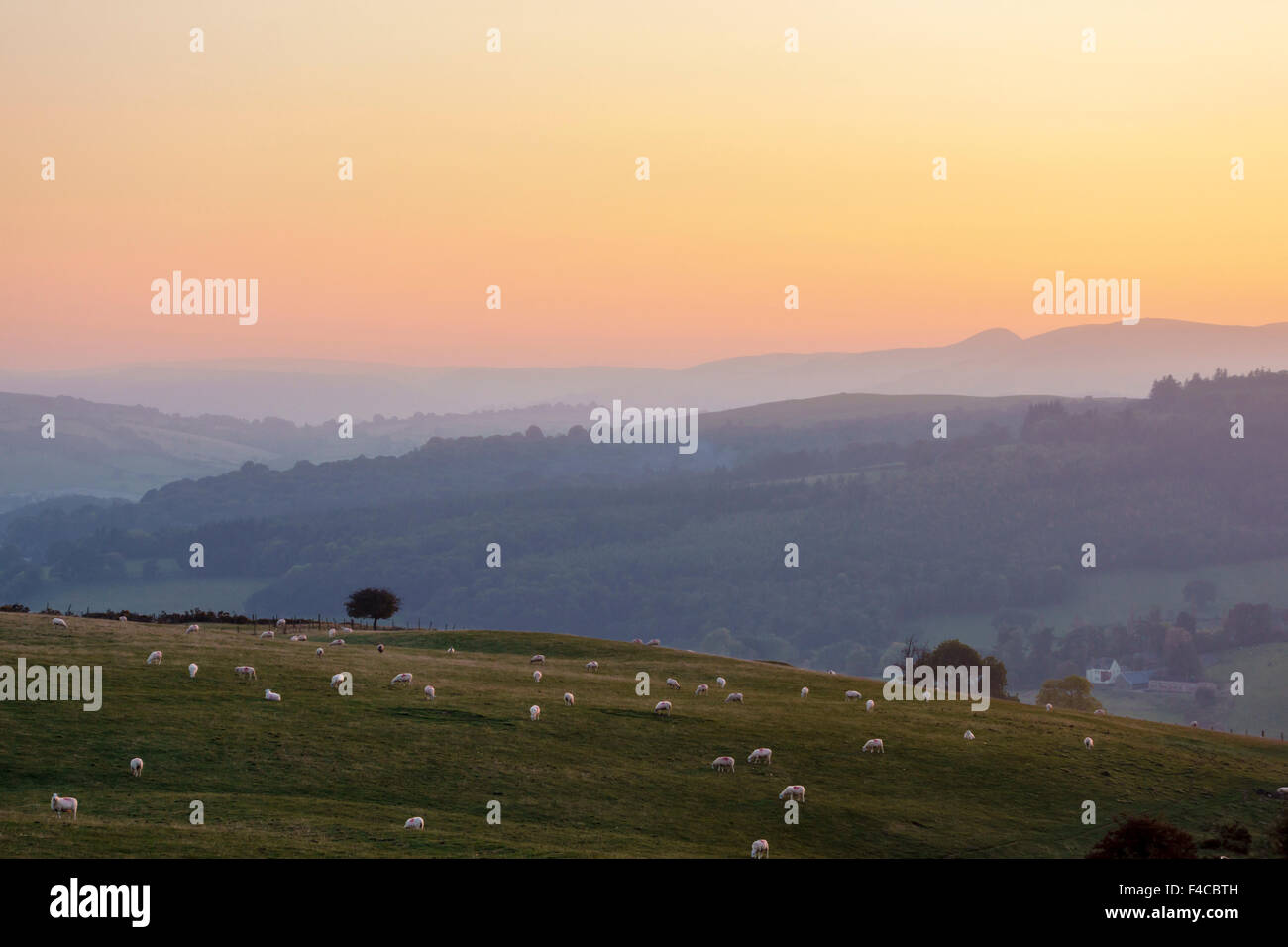Welsh border hi-res stock photography and images - Alamy