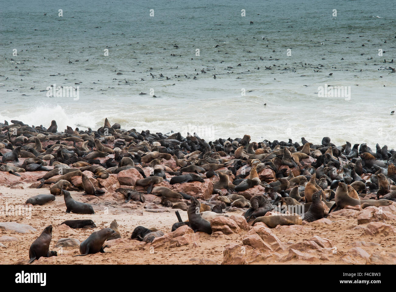 Cape Fur seals (Arctocephalus pusillus), Cape Cross, Skeleton Coast ...