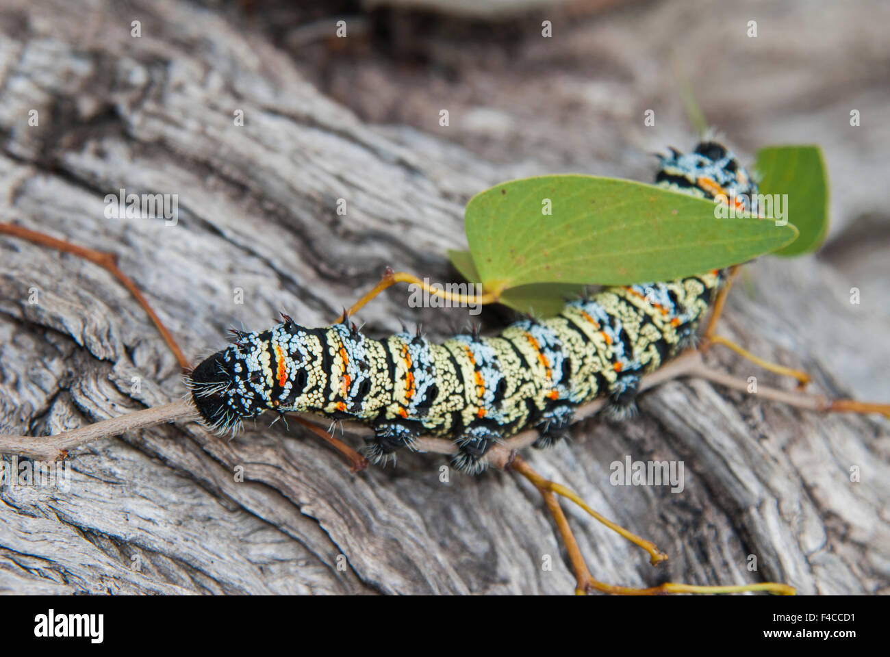 Mopane worm hi-res stock photography and images - Alamy
