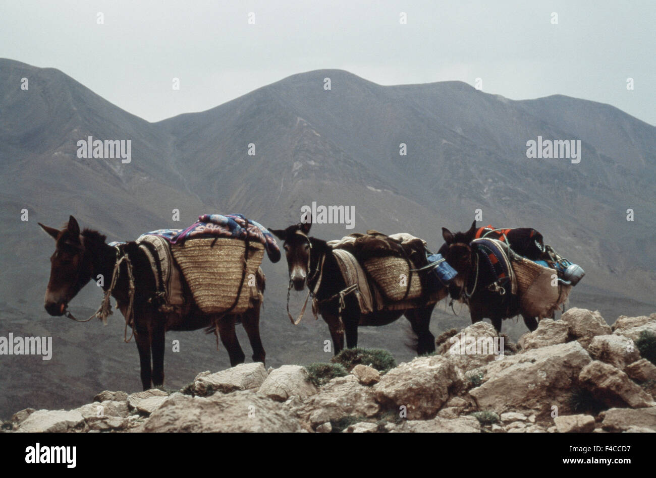 Morocco, Pack animals in Atlas Mountains. (Large format sizes available ...