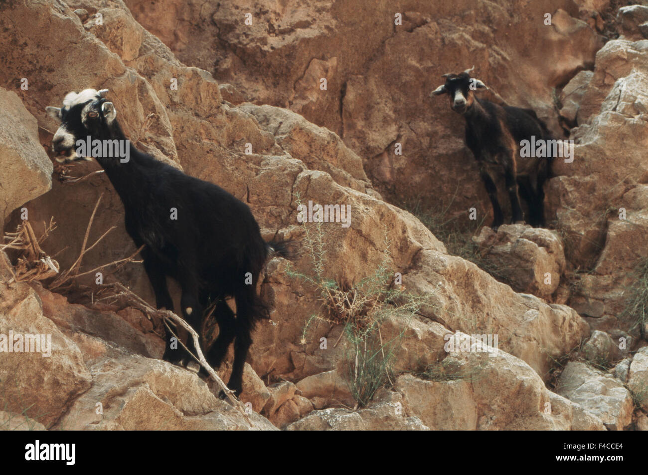 Morocco, Goats standing in rocks at Atlas Mountains (Large format sizes ...