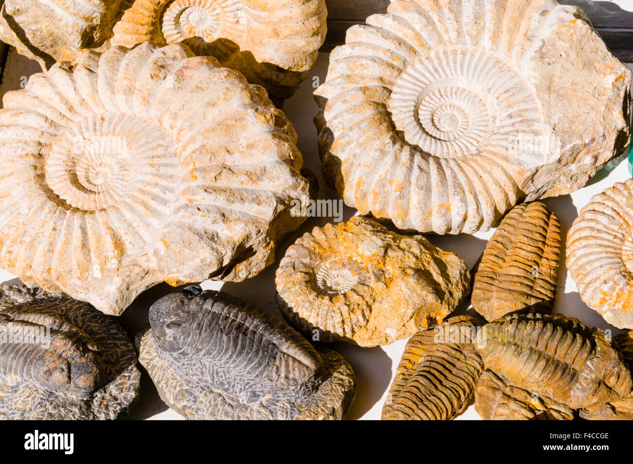Ammonite fossils hi-res stock photography and images - Alamy
