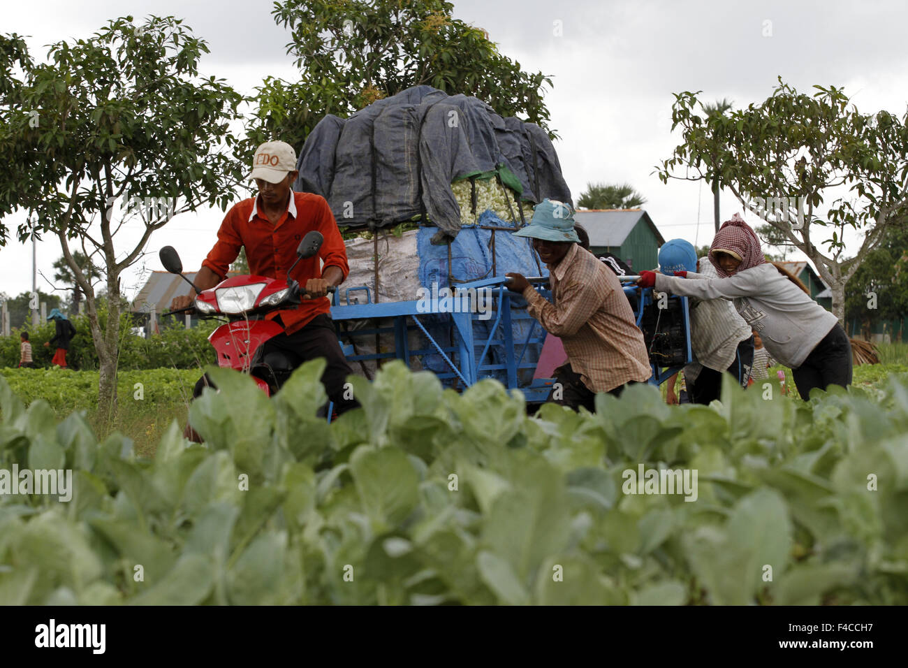 (151016) -- KANDAL (CAMBODIA), Oct. 16, 2015 (Xinhua) -- Cambodian ...