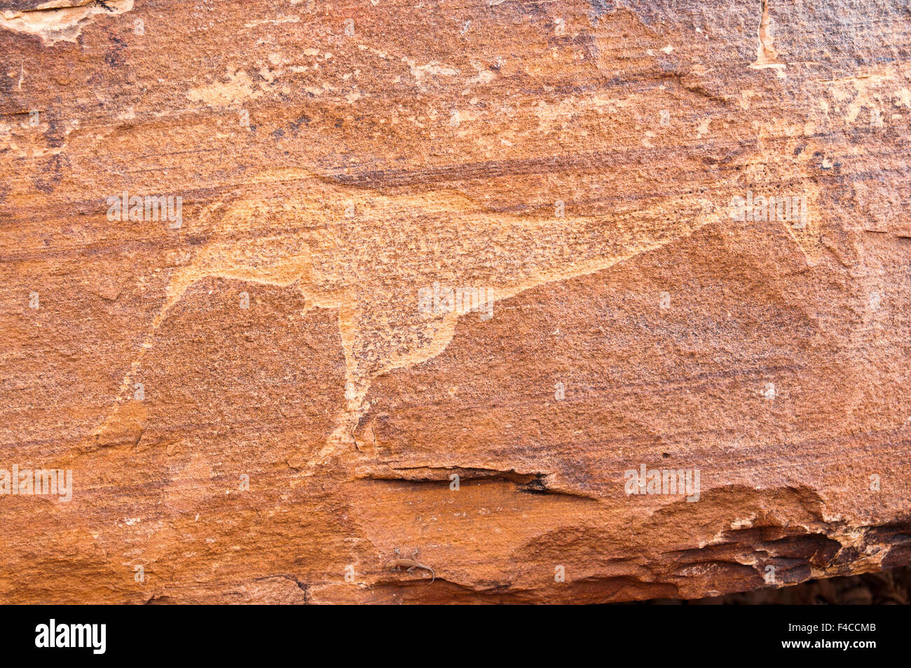 Petroglyphs or rock engravings, Twyfelfontein, UNESCO World Heritage ...