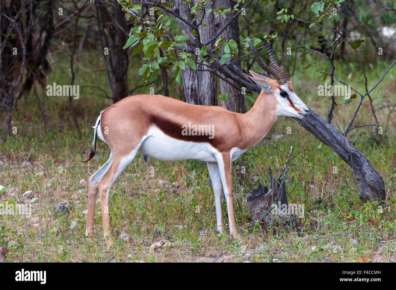 Springbok (Antidorcas marsupialis), Namibia Stock Photo - Alamy