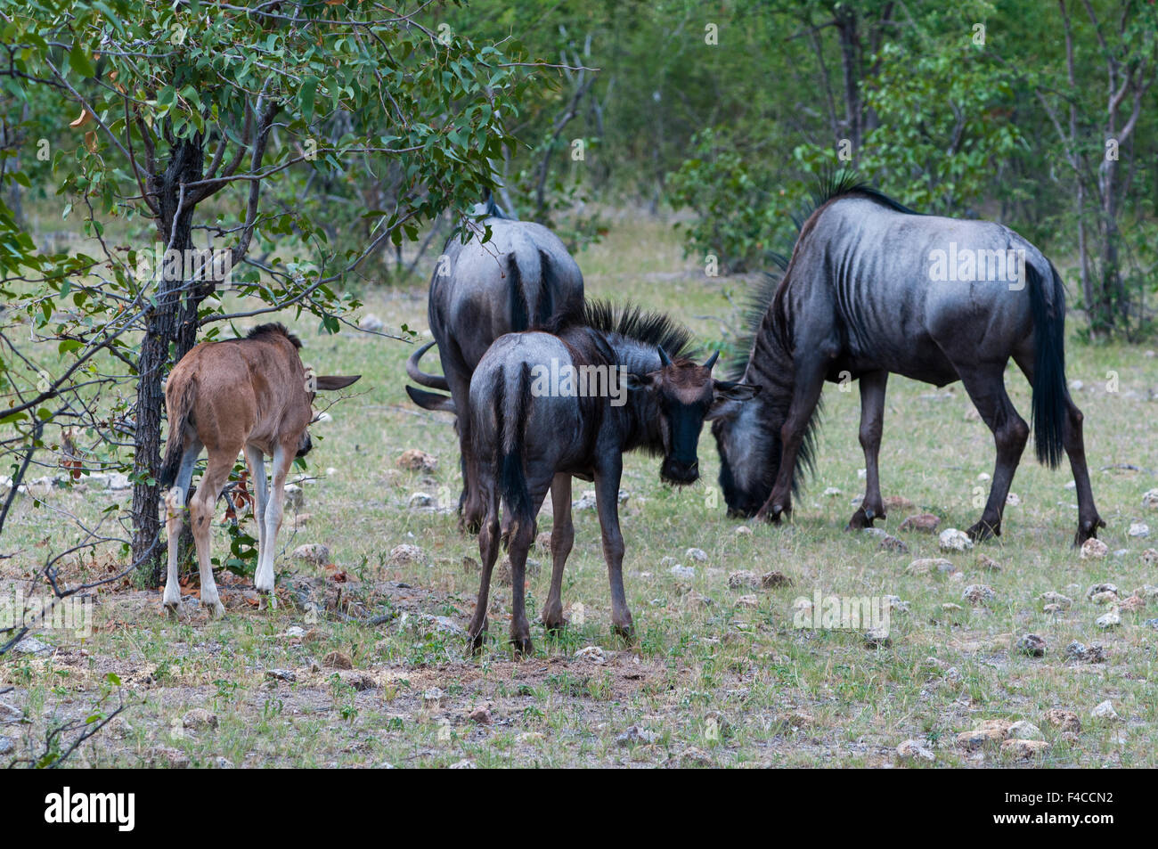 Wildebeest (Connochaetes taurinus), Gnu, Namibia Stock Photo - Alamy