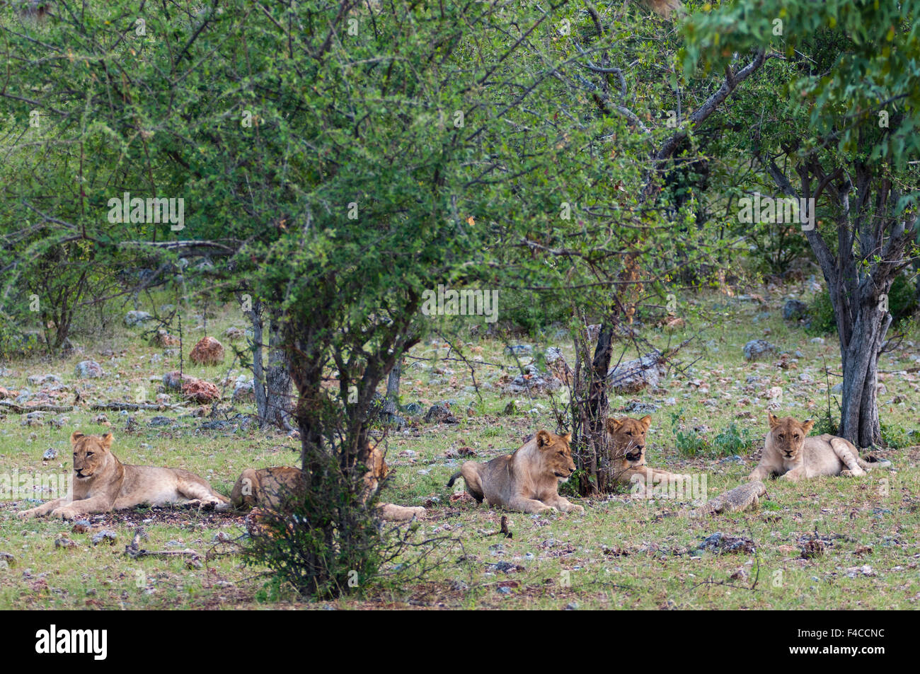 Young Lions (Panthera leo) and Rock monitor lizard (Varanus albigularis ...
