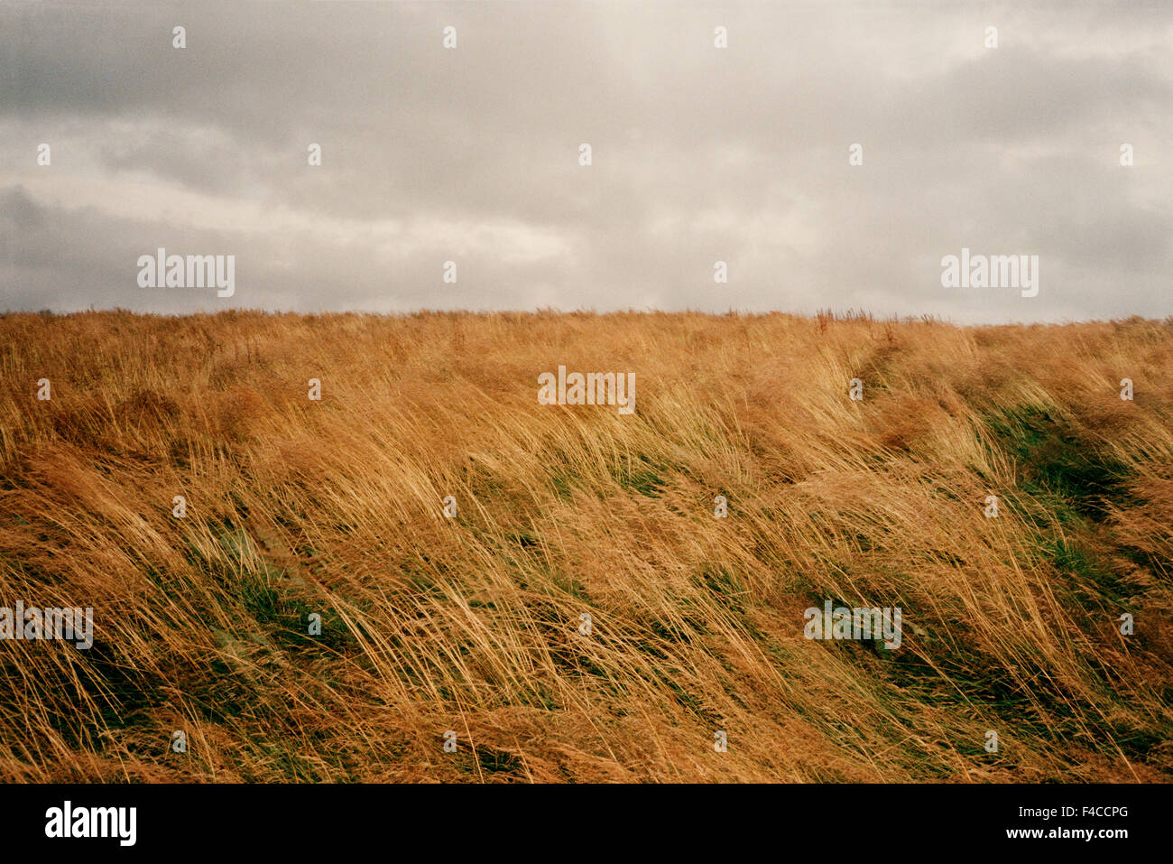 Bad field hi-res stock photography and images - Alamy