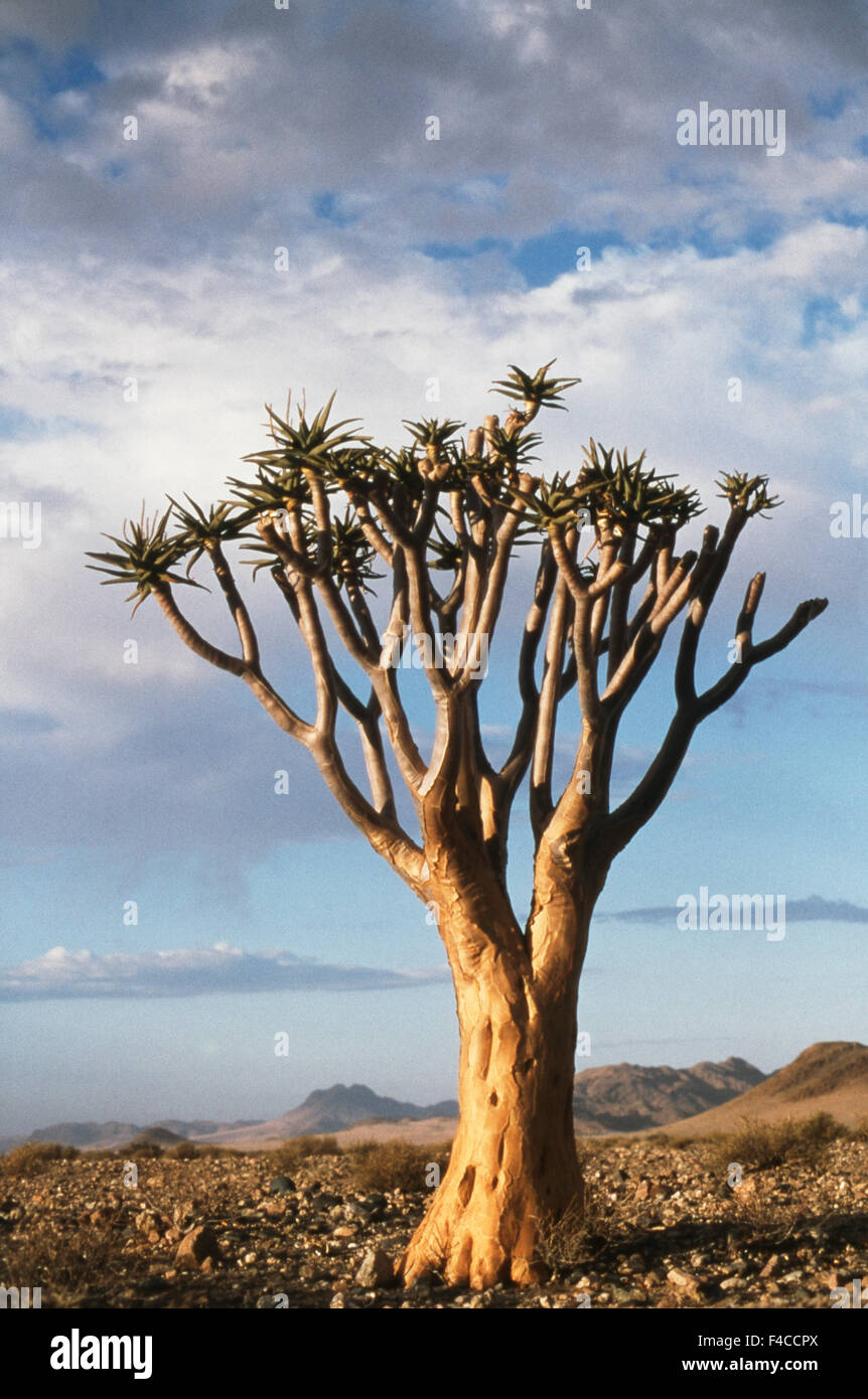 Namibia, Damaraland, View of alone Aloe Dichotoma (Quiver Tree) (Large ...